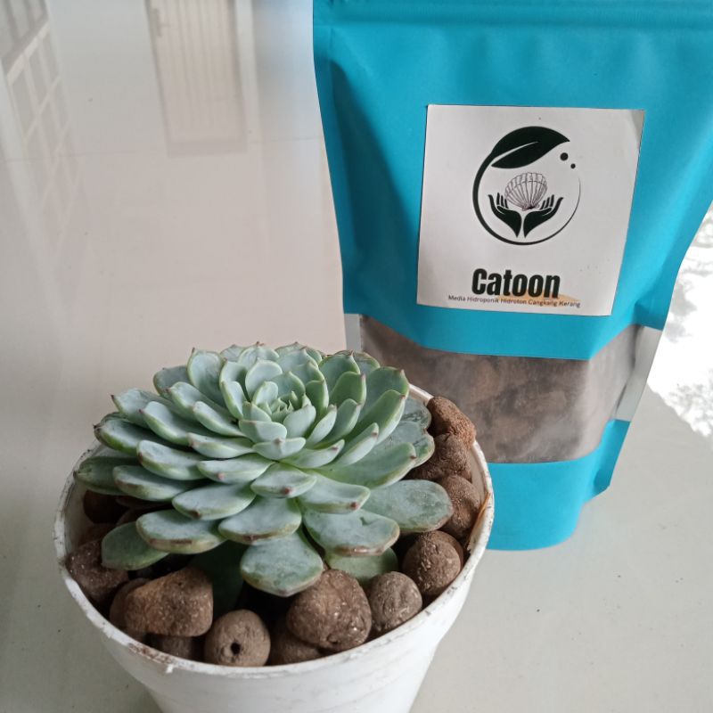 Jual Hidroton Cangkang Kerang (Kerang simping dan siput laut) | Shopee ...