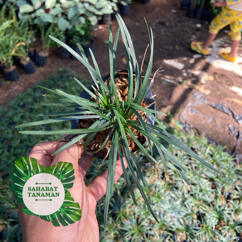 Jual Tanaman Hias Kucai Mini Rimbun/Jampang Mini Tanaman Pengganti ...