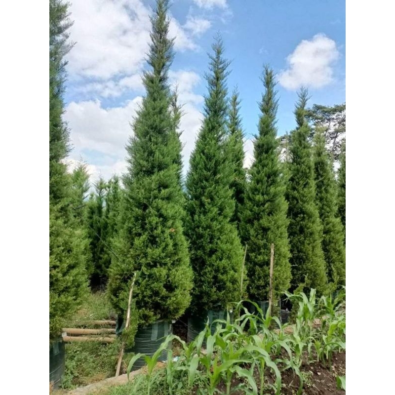 Jual cemara rentes wangi,rimbun murah | Shopee Indonesia