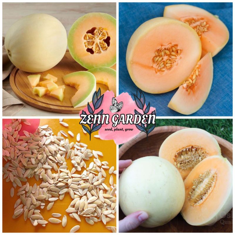 Jual Isi (15 Butir) Bibit Melon Honeydew Orange Super Original F1 ...