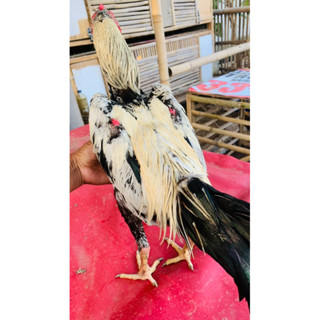 Jual ayam pama iq / pama ninja, atret mundut kepret, kuda lari | Shopee ...