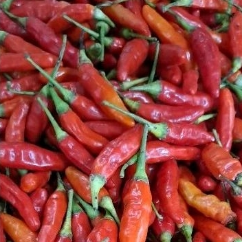 Jual cabe setan batam | Shopee Indonesia