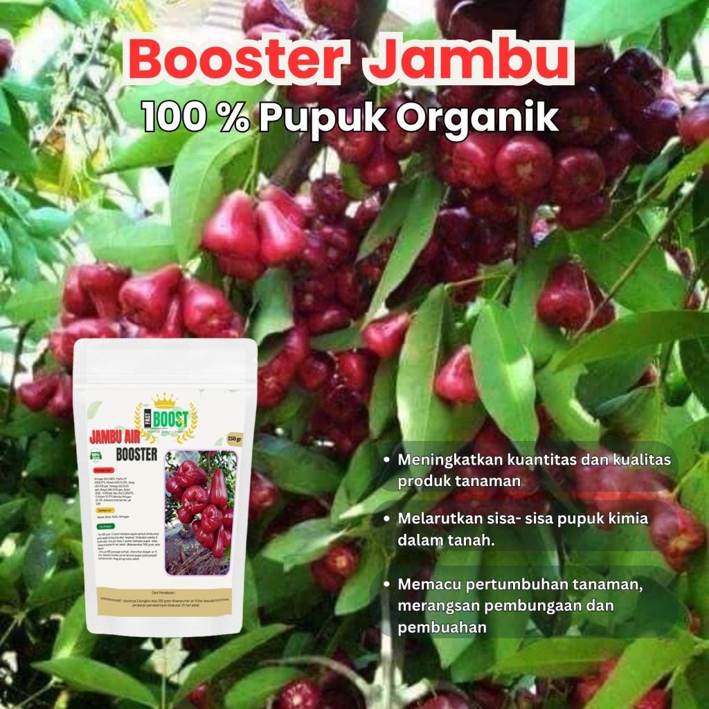 Jual Pupuk booster jambu air 250 gr Pelebat buah dan anti rontok mendapatkan hasil panen ...