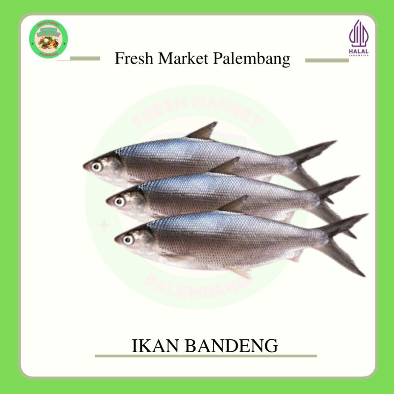 Jual Ikan Bandeng -Fresh Market Palembang- | Shopee Indonesia