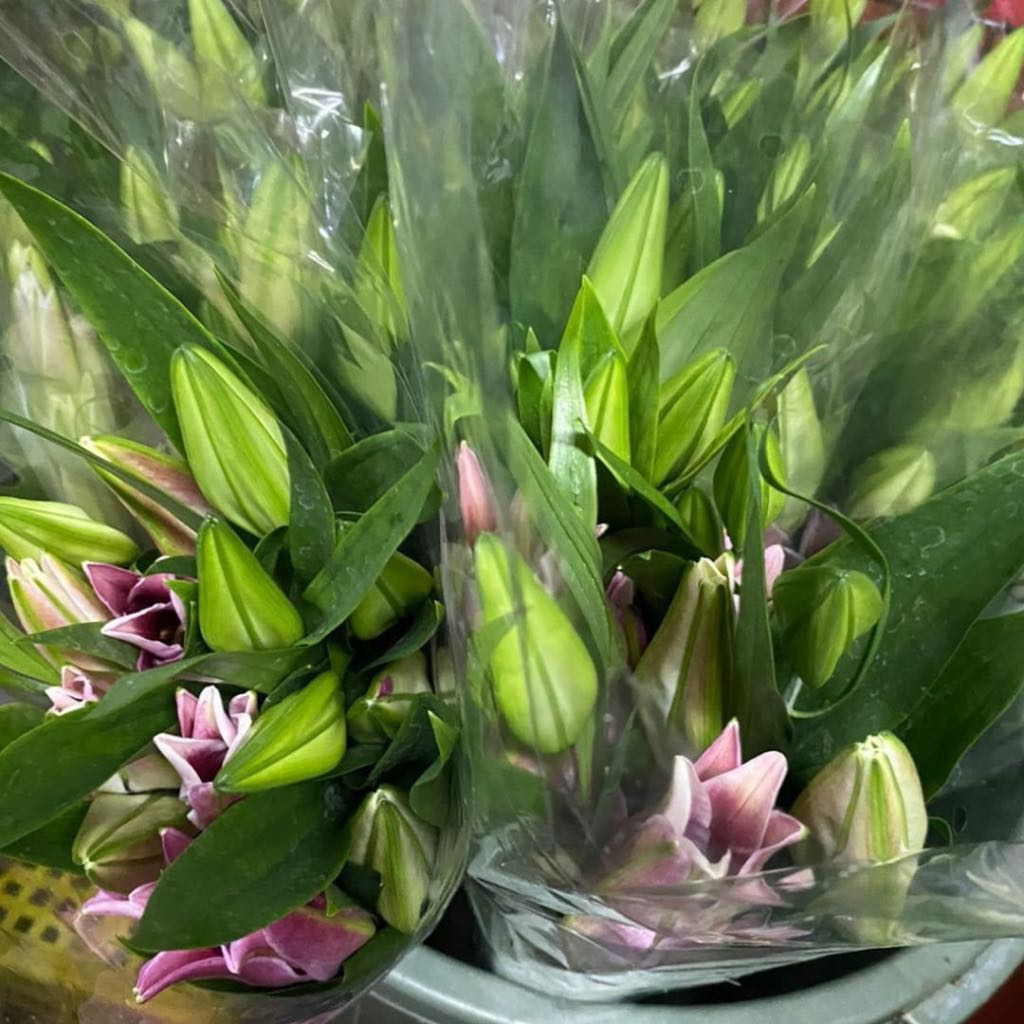 Jual Bunga Lily Casablanca segar satu ikat | Shopee Indonesia