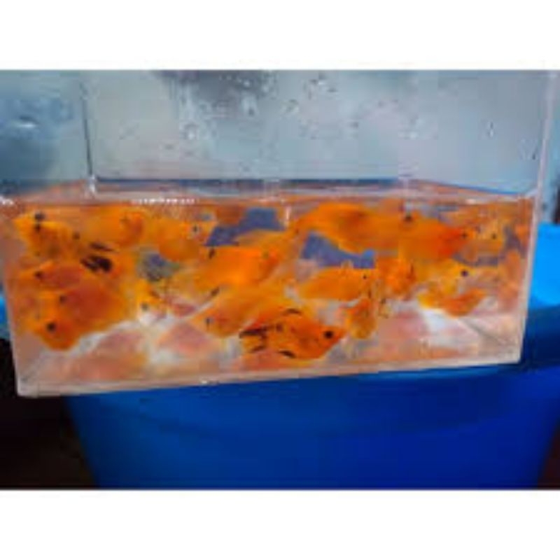 Jual molly balon sunkist | Shopee Indonesia