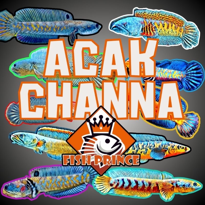 Jual Acak Chnnna Auranti Kualitas Grade A+ Super Size 5-30 Cm | Shopee ...