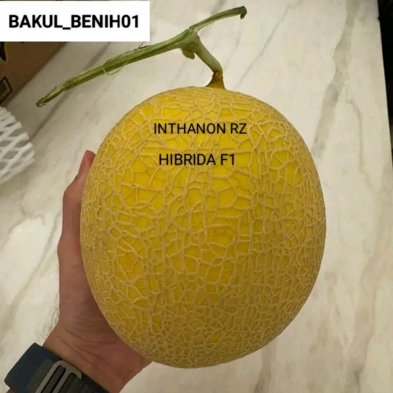 Jual TERLARIS! 150+ BENIH MELON INTHANON RZ HIBRIDA F1 BIBIT BUAH ...