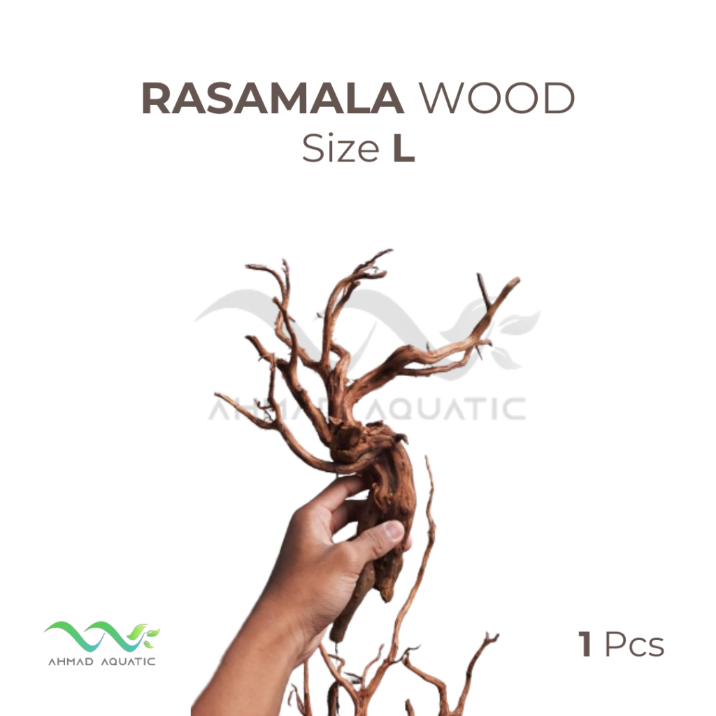 Jual Akar Kayu Rasamala Aquascape Ukuran L | Shopee Indonesia