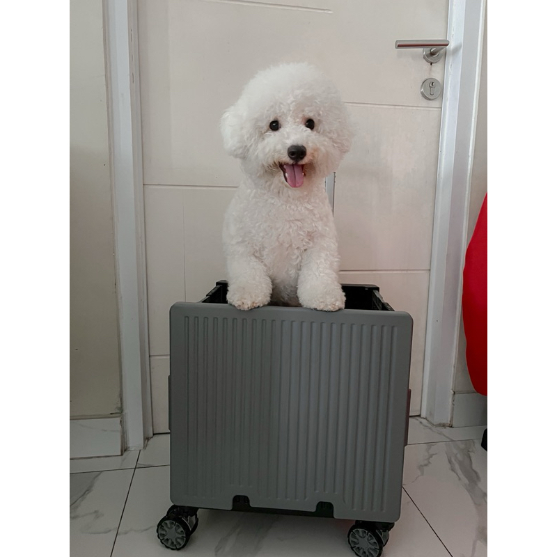 Jual trolli barang / pet trolley | Shopee Indonesia