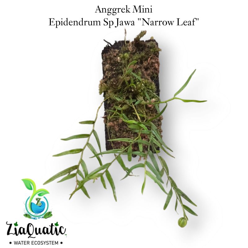 Jual Anggrek Mini Epidendrum Sp Jawa "Narrow" - Tanaman gantung ...