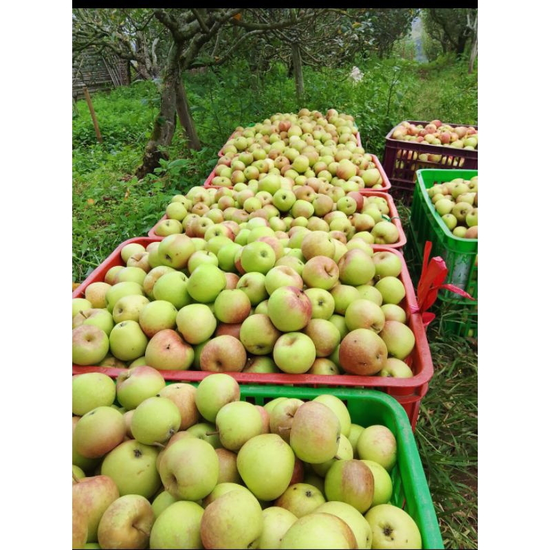 Jual Apel 1 Kg Terlengkap & Harga Terbaru April 2026 | Shopee Indonesia