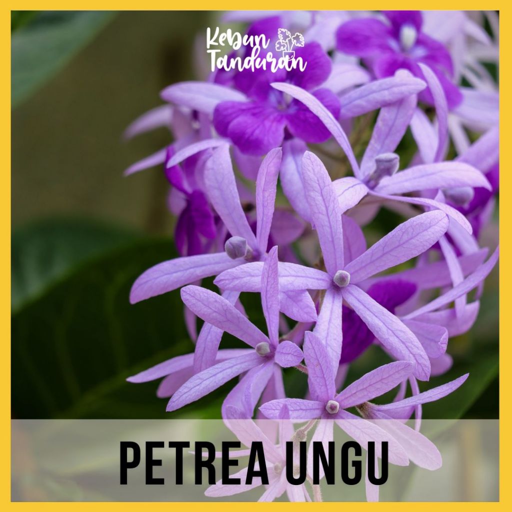 Jual Tanaman Bunga Patrea Biru/Ungu Bibit Bunga Petrea Ungu Tanaman ...