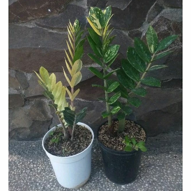 Jual tanaman hias zamia dolar varigata, zamioculcas zamiifolia varigata ...