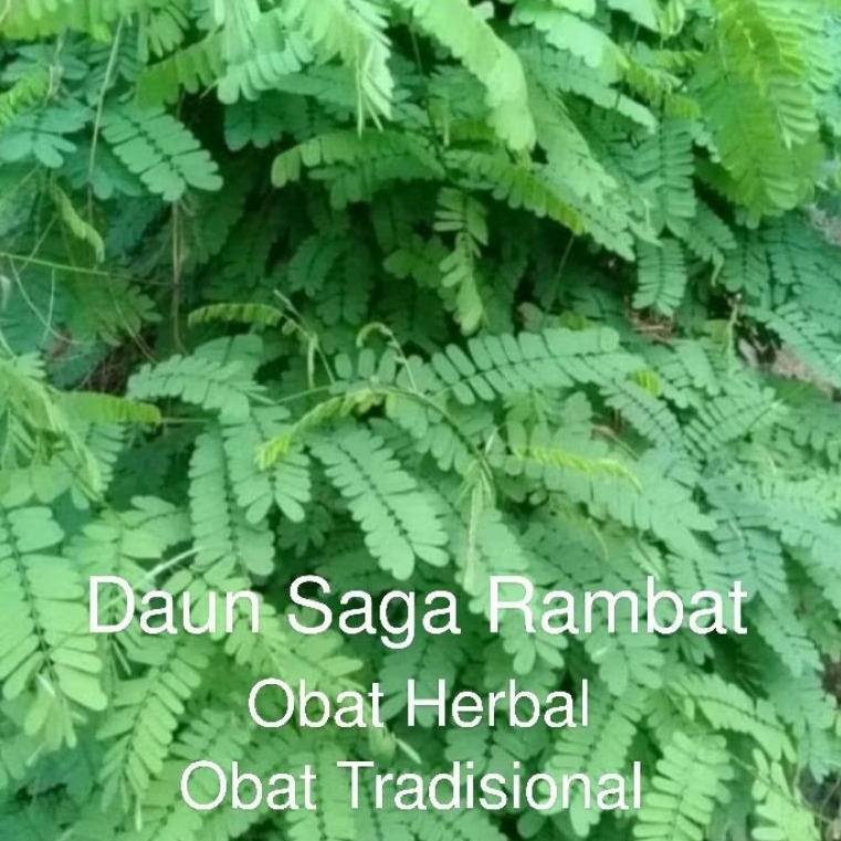 Jual DAUN SAGA SEGAR OBAT HERBAL, OBAT SARIAWAN, BATUK, PANAS DALAM ...