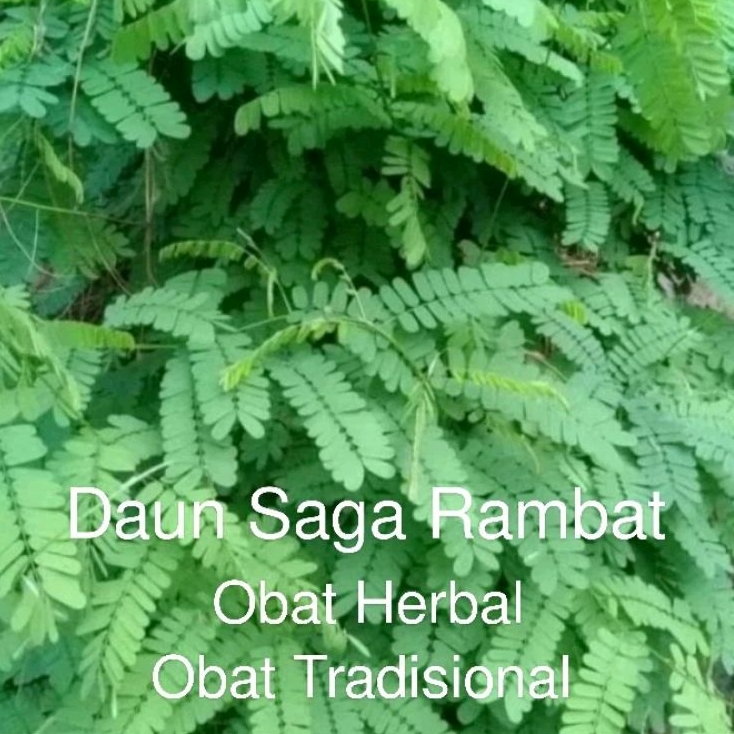 Jual Daun Saga Segar Obat Sariawan, Batuk, Panas Dalam, Obat Herbal ...