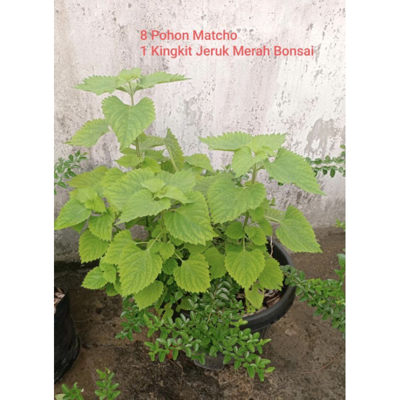 Jual BIBIT POHON DAUN MATCHO KALIMANTAN ( PENGUSIR BALA / DAUN SUCI ...