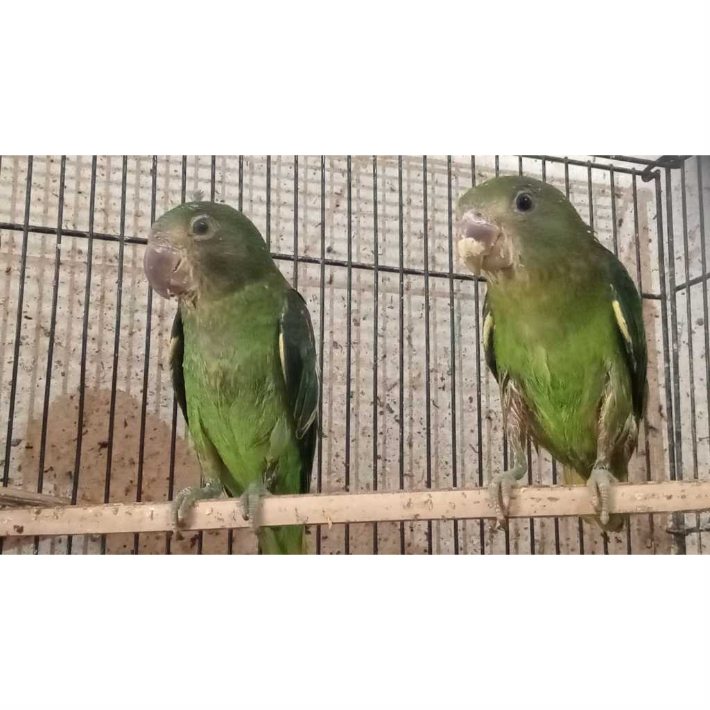 Jual Nuri Tanau Tangerang | Shopee Indonesia