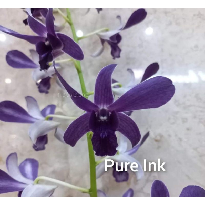 Jual Anggrek Dendrobium Pure Ink | Shopee Indonesia