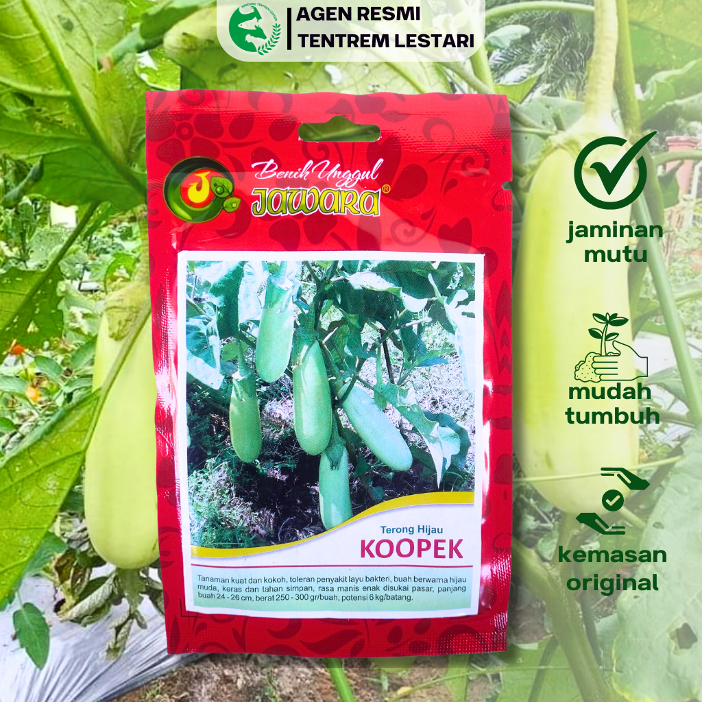 Jual Benih Unggul Terong Hijau KOOPEK 20 gr Asli Cap JAWARA Manis ...