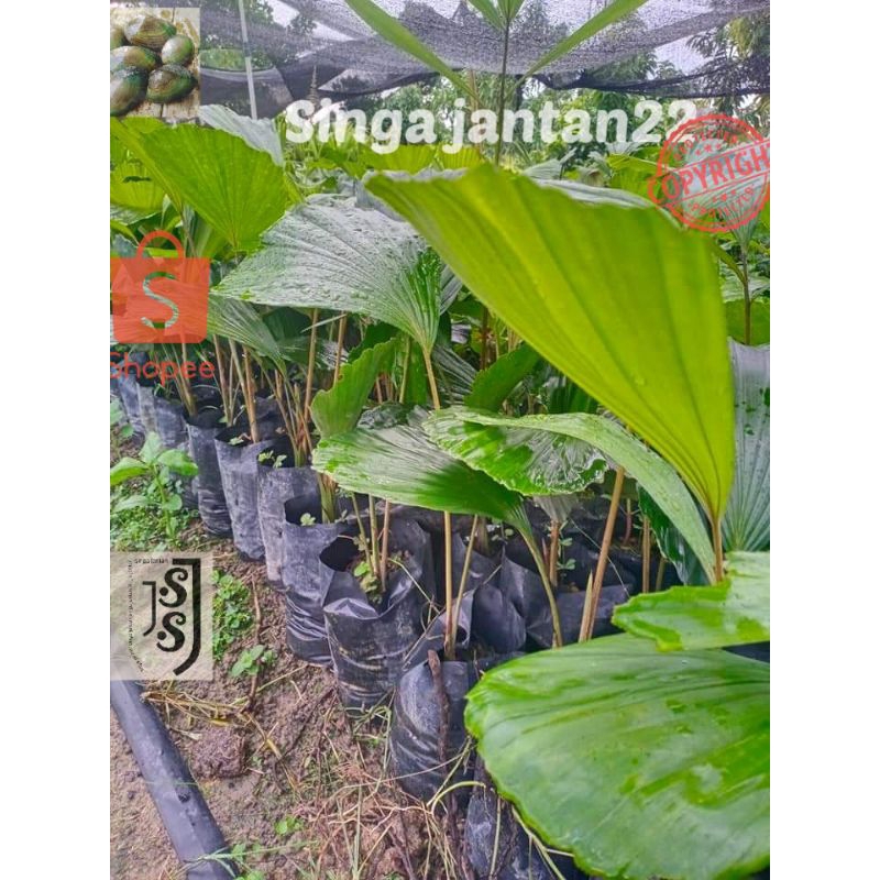 Jual Bibit Aren berakar siap tanam | Shopee Indonesia