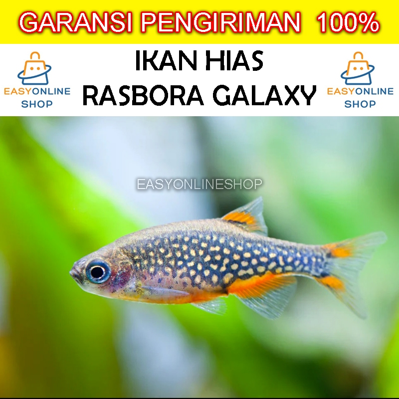 Jual Rasbora Galaxy / Rasbora Galaksi / Danio Margaritatus - Ikan Hias ...