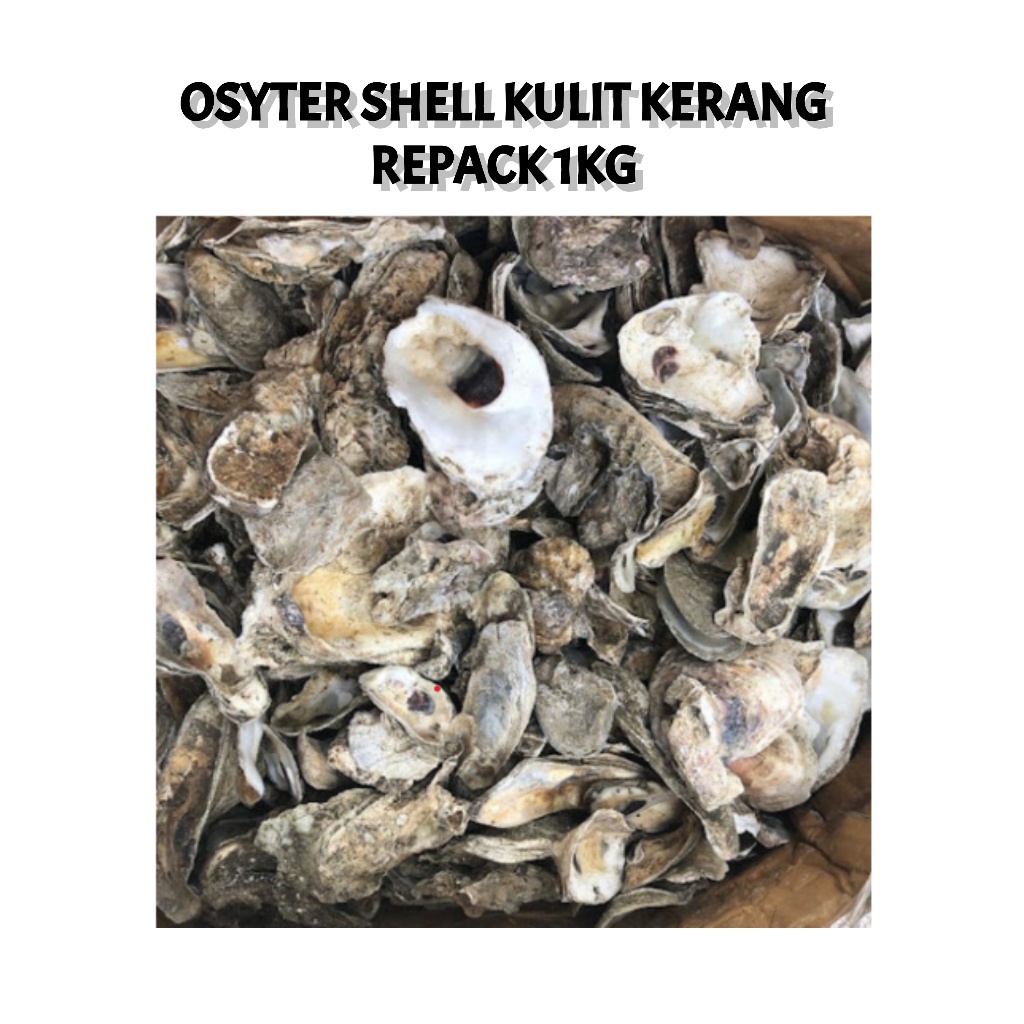 Jual Cangkang Oyster Shell Kulit Kerang Tiram Media Filter Kolam Koi ...