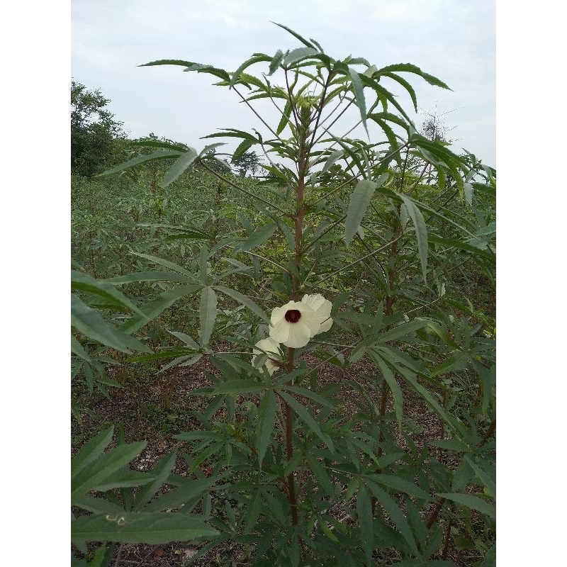 Jual Daun Kenaf | Shopee Indonesia
