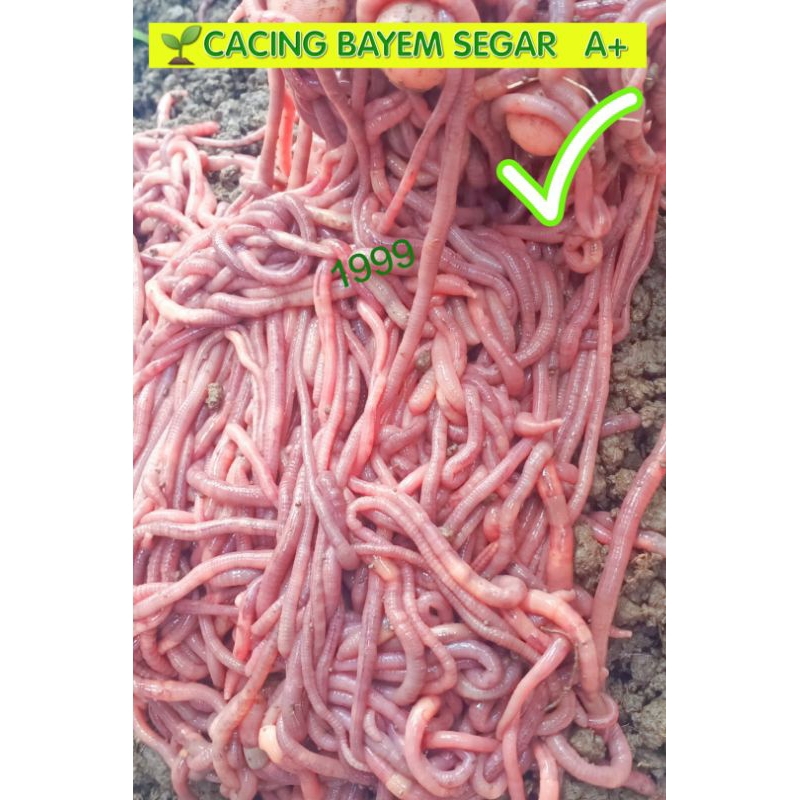 Jual Cacing bayem cacing sawah cacing ping Umpan mancing gacor ikan ...