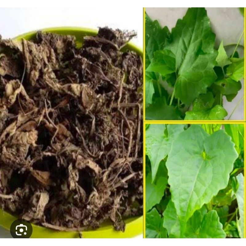 Jual Daun Sembung Rambat 250 Gram Kering Premium Obat Herbal ...