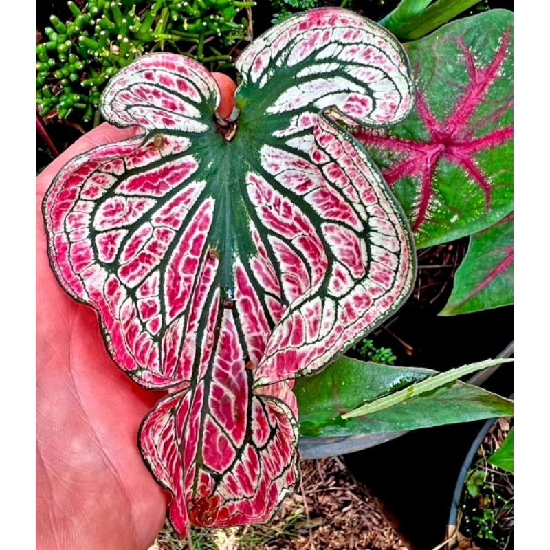 Jual Tanaman Hias Keladi Brazilian Bunga Hias Keladi Caladium Anakan ...