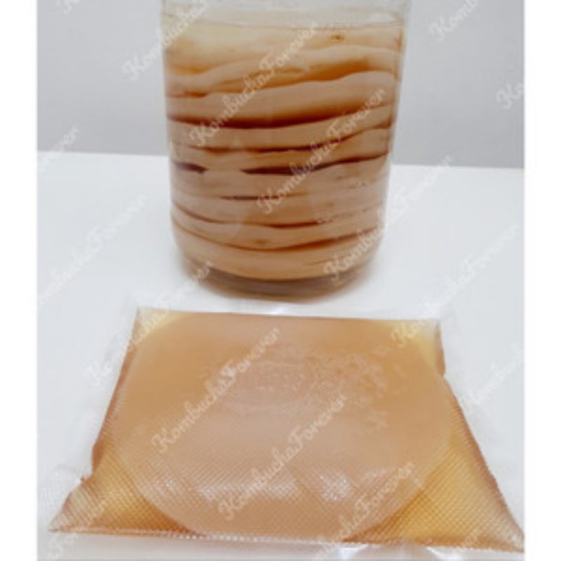 Jual PREMIUM SCOBY jamur DIPO (Bibit kombucha) starter | Shopee Indonesia