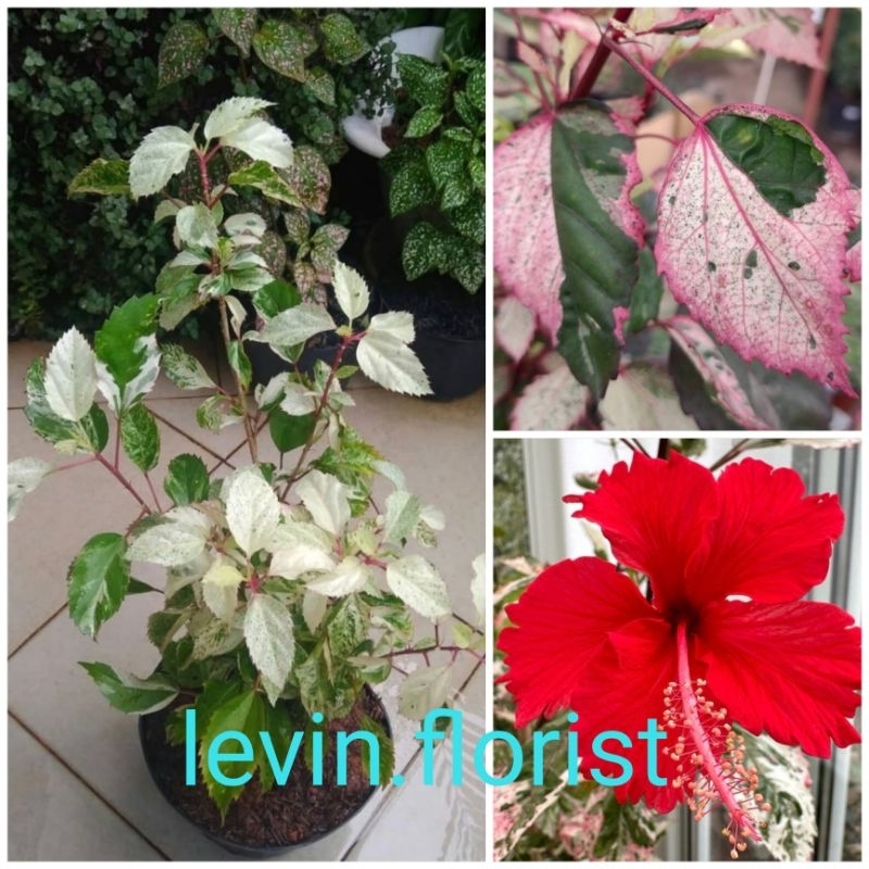 Jual Hibiscus variegata / bunga kembang sepatu bunga merah variegata ...