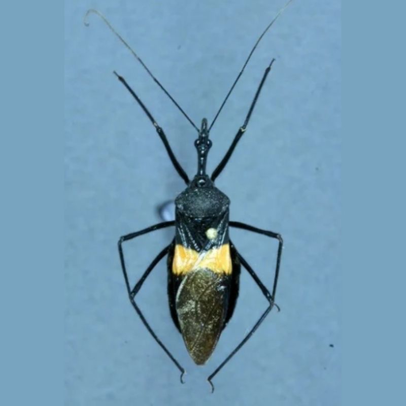 Jual Sycanus Collaris Assasin Bugs Pembasmi Hama Tanaman | Shopee Indonesia