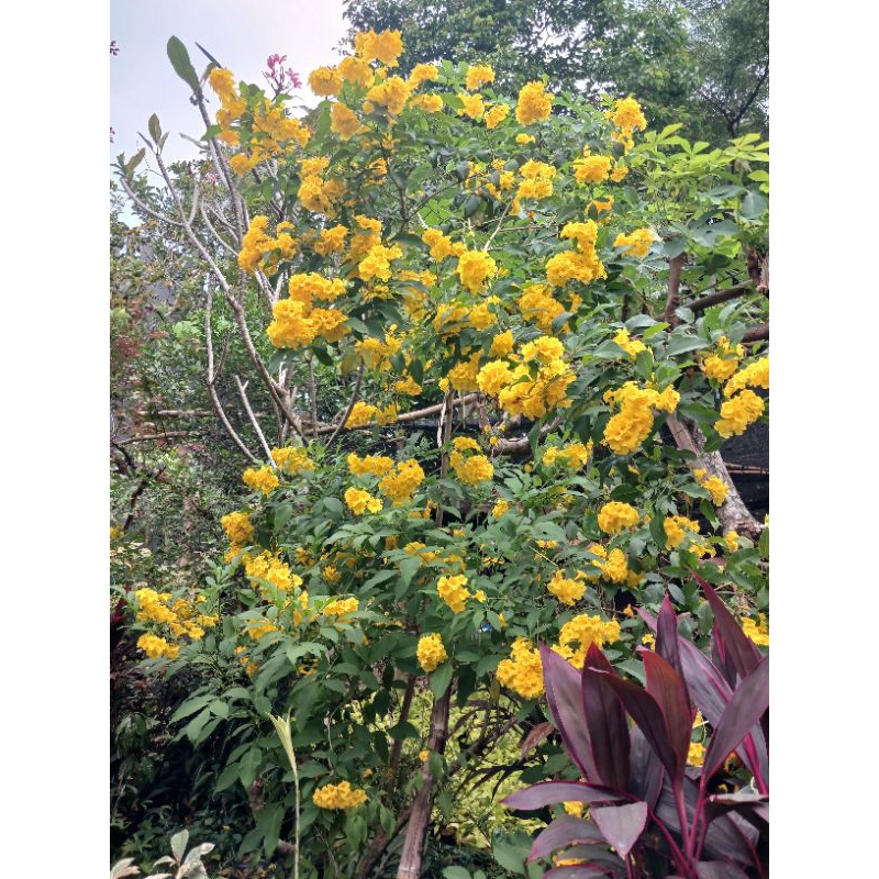 Jual Tanaman Hias Tecomaria | Tanaman Hias Tekomaria 3 Meter | Pohon ...