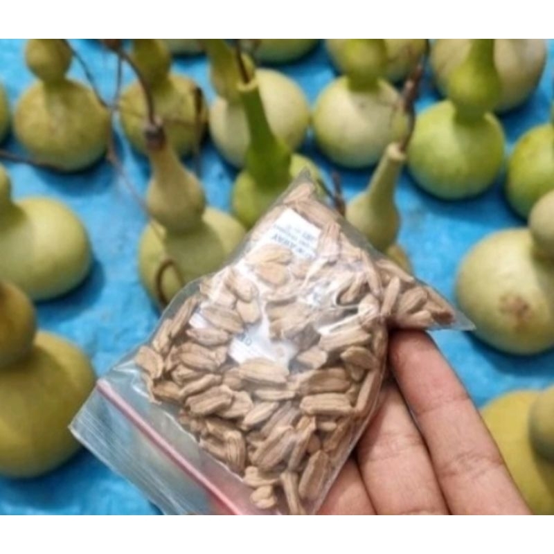 Jual BENIH LABU BOTOL 350 BUTIR NFARM | Shopee Indonesia