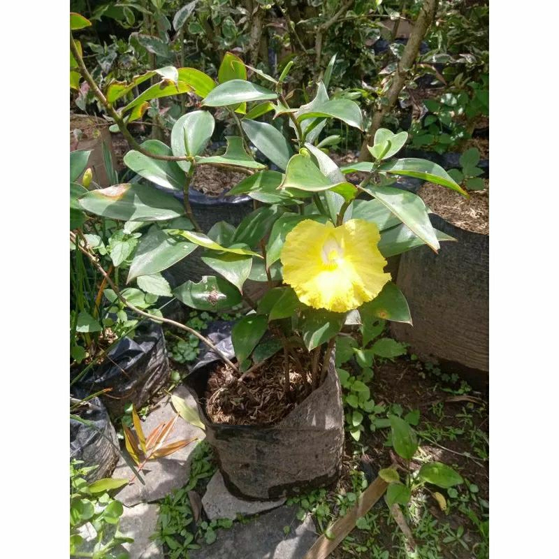 Jual Tanaman pacing bunga kuning | Shopee Indonesia