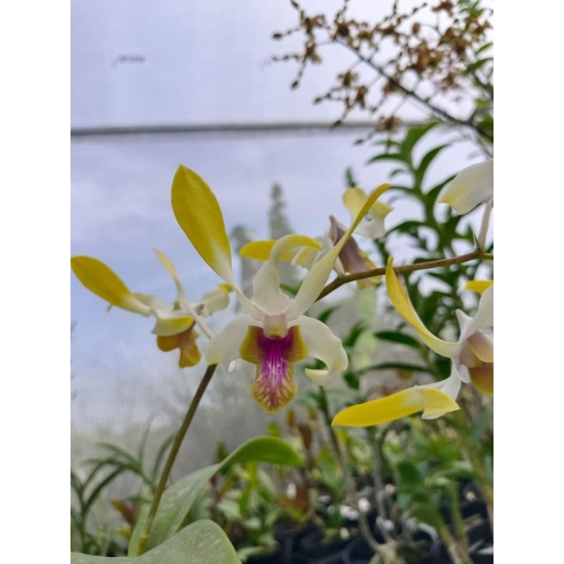 Jual Dendrobium Caesar Yellow redlips | Shopee Indonesia