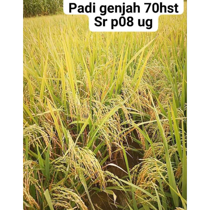 Jual BENIH PADI SR-P08 ULTRA GENJAH TERBARU 5KG BERKUALITAS | Shopee Indonesia