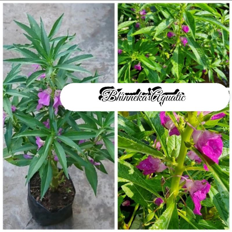 Jual Tanaman Hias Pacar Air Bunga Ungu Murah Ekonomis | Shopee Indonesia