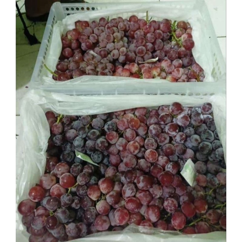 Jual ANGGUR CINA POLOS 1KG | Shopee Indonesia