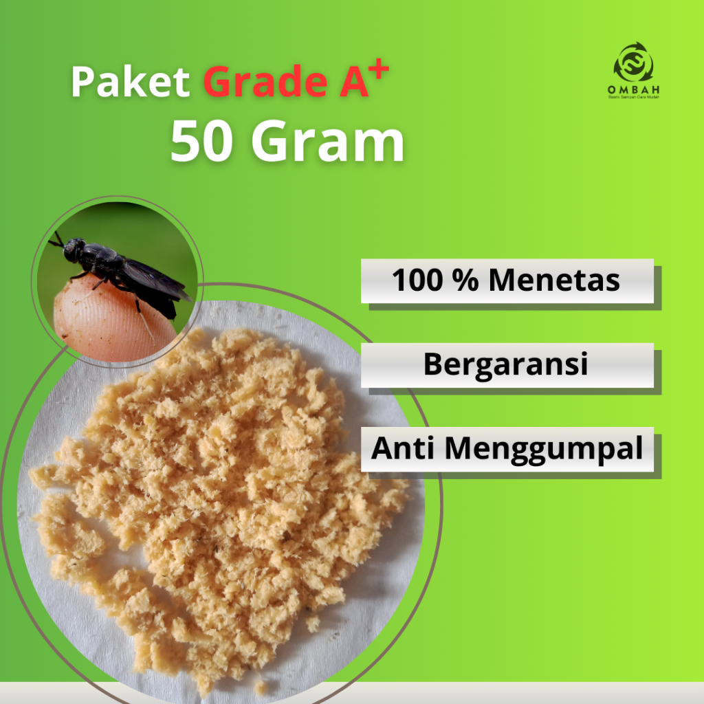 Jual Paket Telur BSF 50 Gram Grade A+ | Jaminan Menetas 100 % ...
