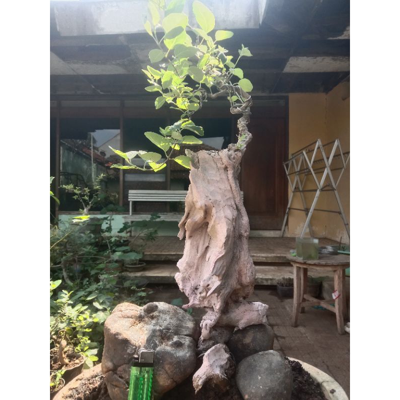Jual bonsai legundi karakter tua alami pull keropos | Shopee Indonesia