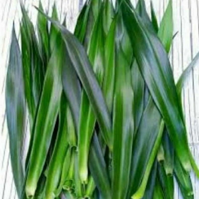 Jual DAUN SUJI PER IKAT ISI 30 LEMBAR | Shopee Indonesia