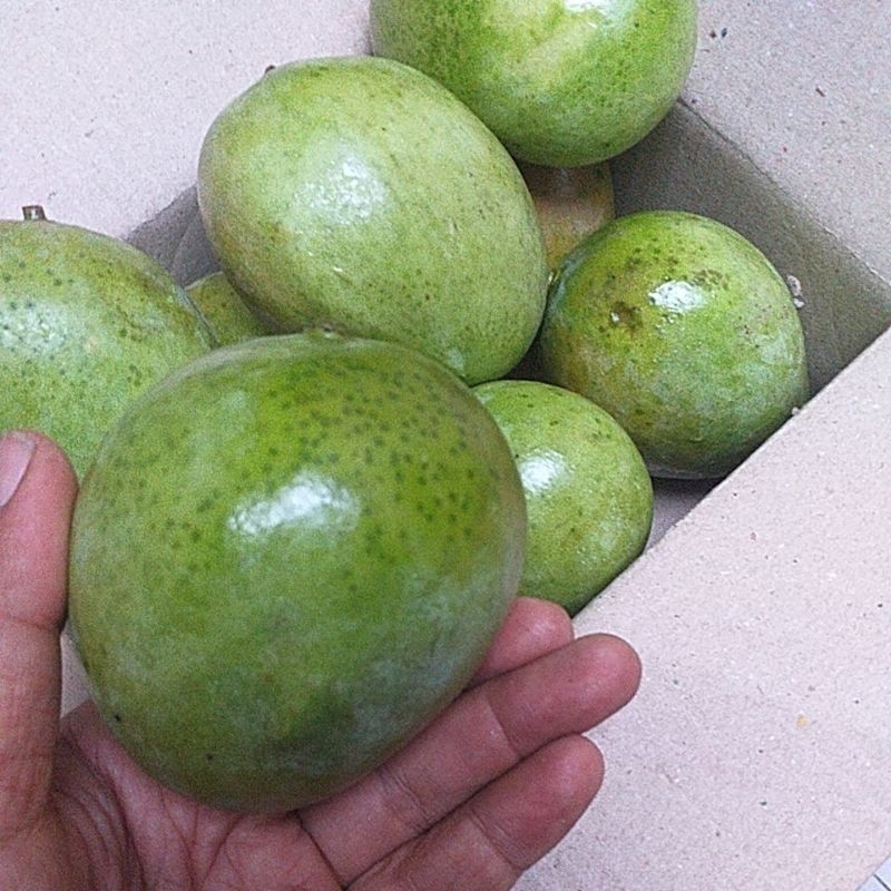 Jual mangga rujak kampung 1 kg | Shopee Indonesia