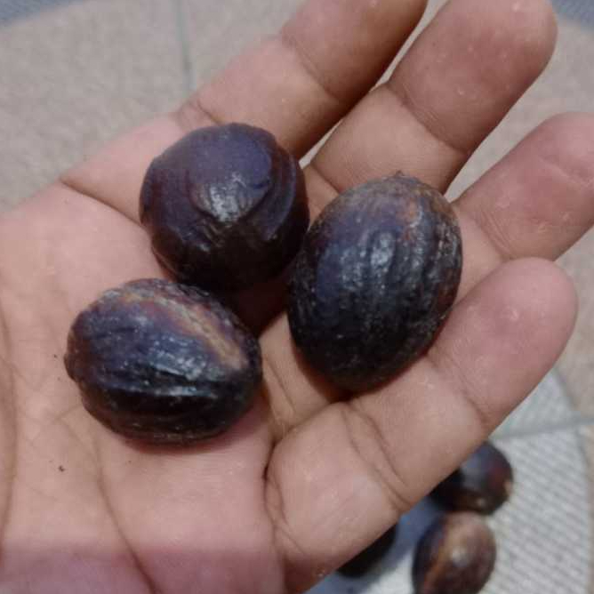 Jual BIJI PALA KERING/REMPAH-REMPAH/biji pala | Shopee Indonesia