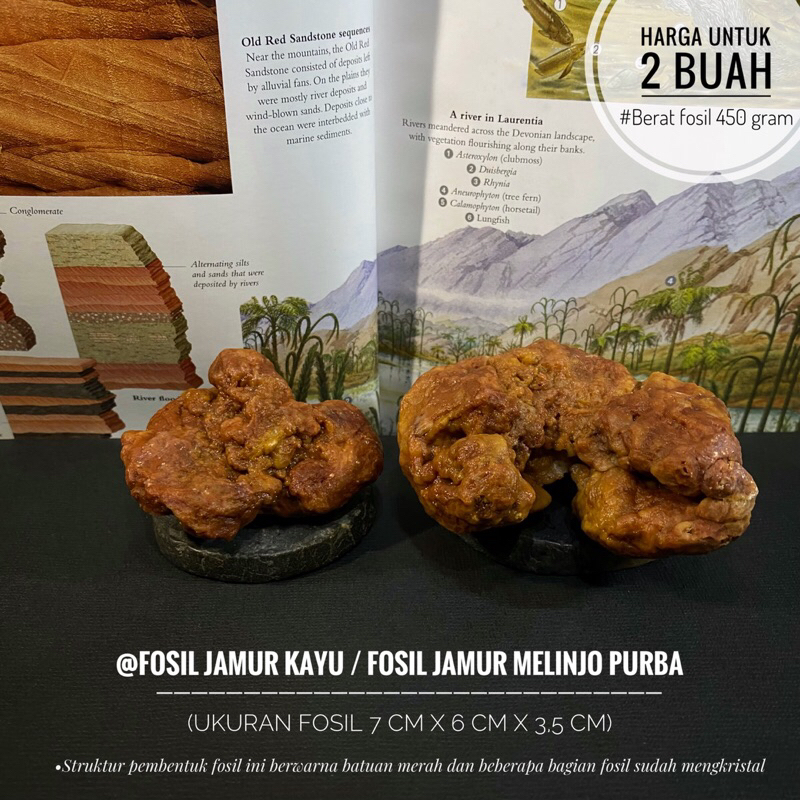 Jual Fosil Jamur Kayu Semi Crystal C18 atau Fosil Jamur Melinjo Purba ...