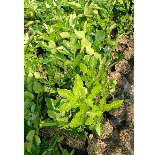 Jual Jeruk Purut, Tanaman Jeruk Purut Daun Rimbun | Shopee Indonesia