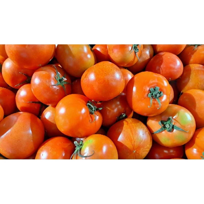 Jual Tomat Beef | Tomato Beef Super 1 Kg | Shopee Indonesia