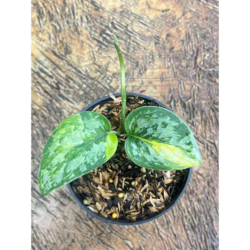 Jual scindapsus geulis variegata | Shopee Indonesia